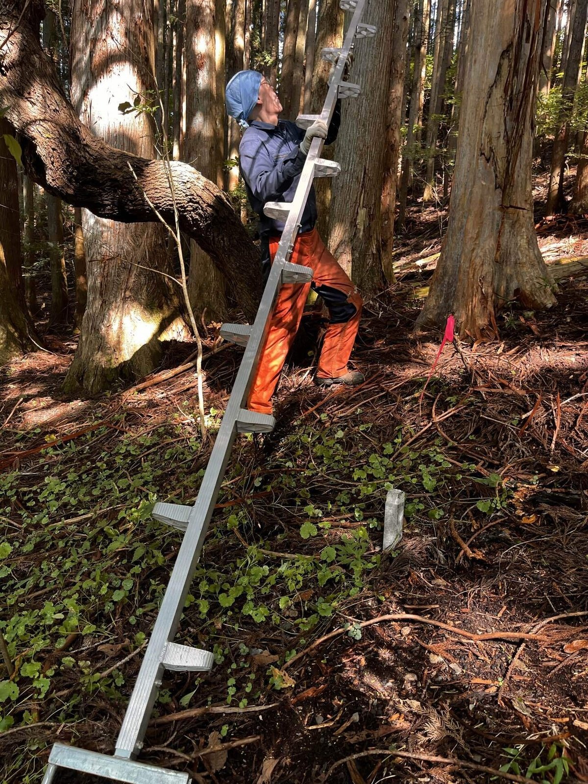 自然に優しい作業道づくり#379〜385｜YUMI｜木こり女子の活動記録