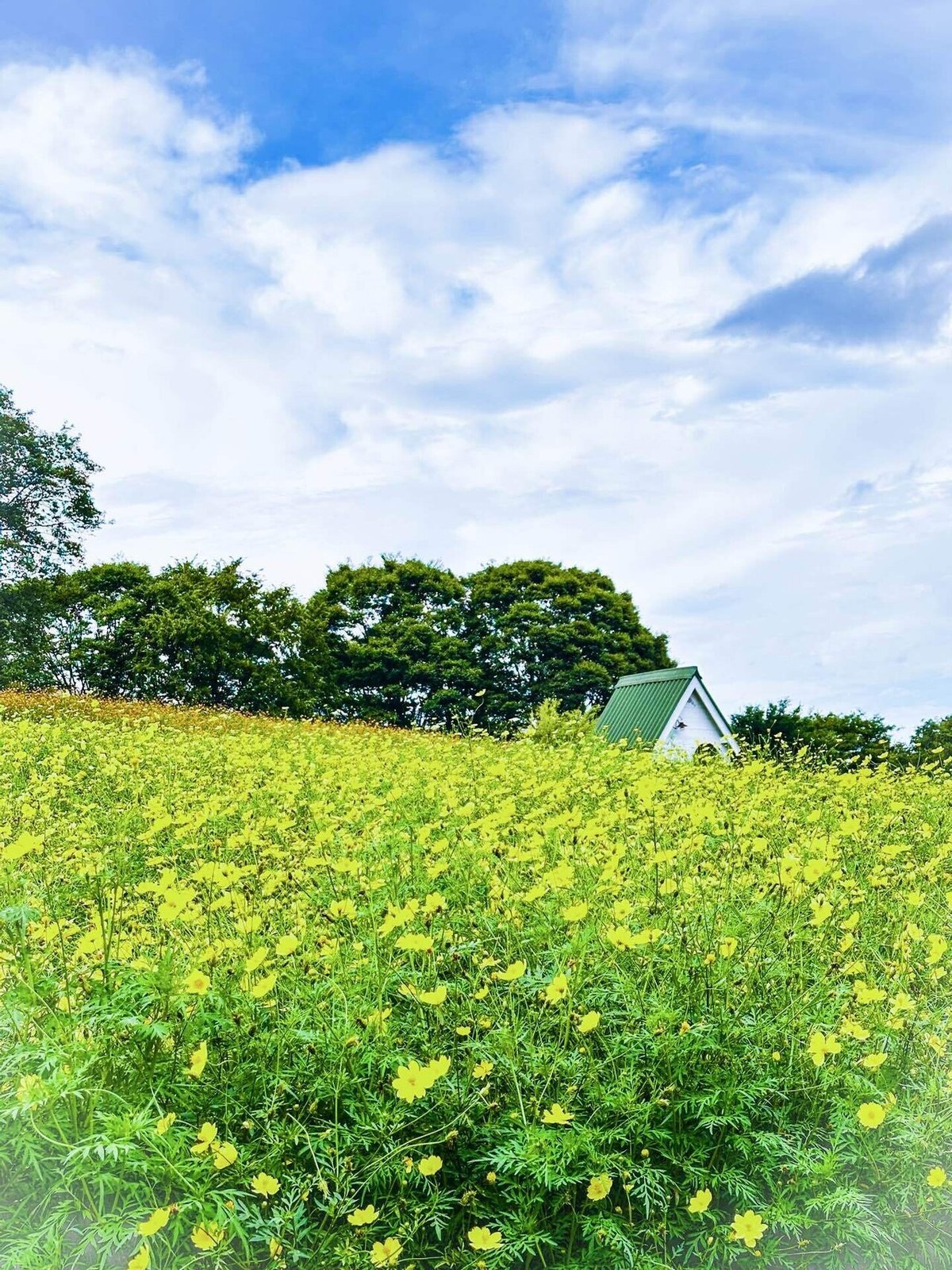東京散歩 9月の昭和記念公園｜tsukiko