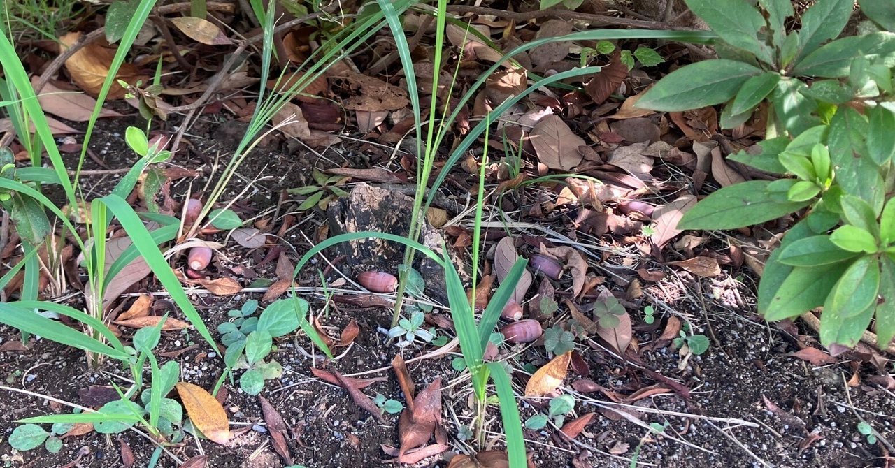 【日記】ドングリ｜ichi LABO