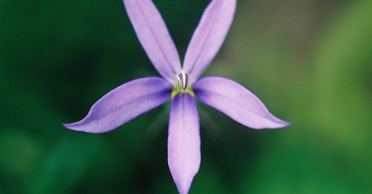 花みくじ｜Cosmic Suzu｜note