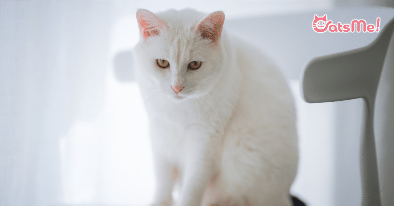 ごはんを食べたのに…？― 猫が「吐く」ときに隠れたサインがあるかもしれません ― ｜猫の痛み検知AIアプリCatsMe!｜Carelogy Inc.