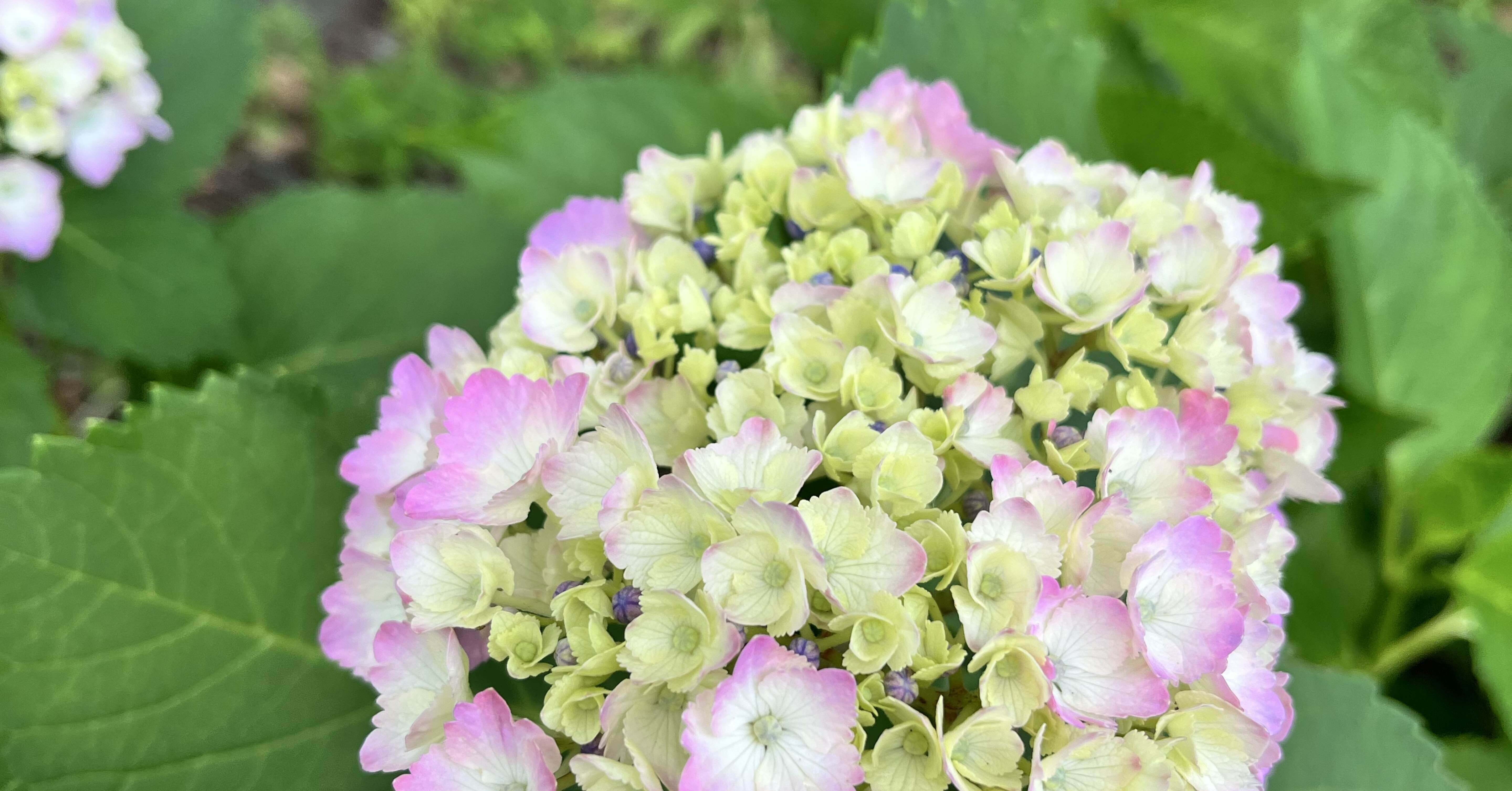 日常エッセイ｜藤崎殊海（Kotomi Fujisaki）｜note