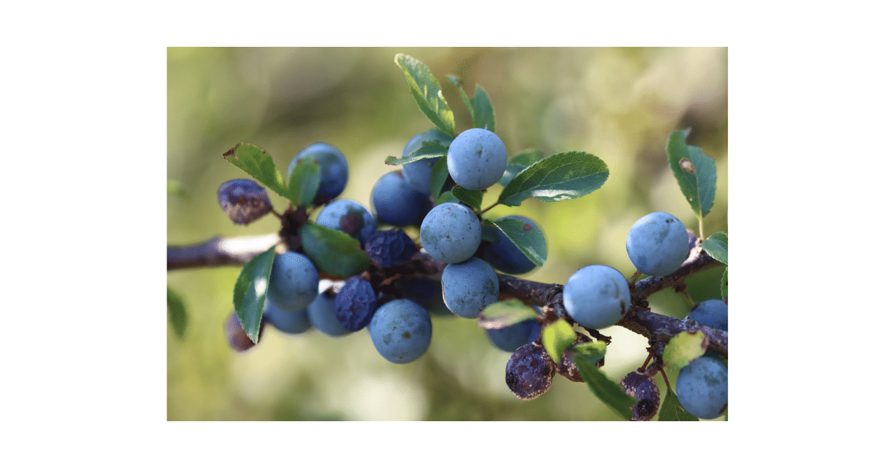 転職 結果発表～｜mayuko