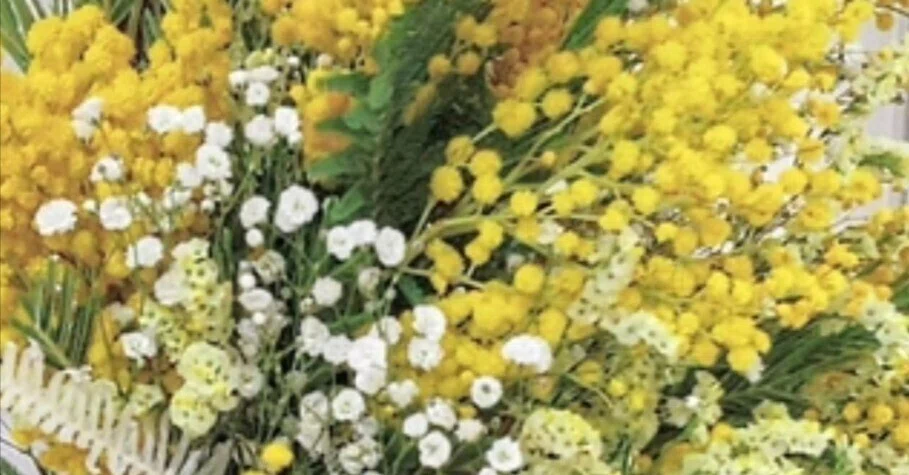 mimosa｜note