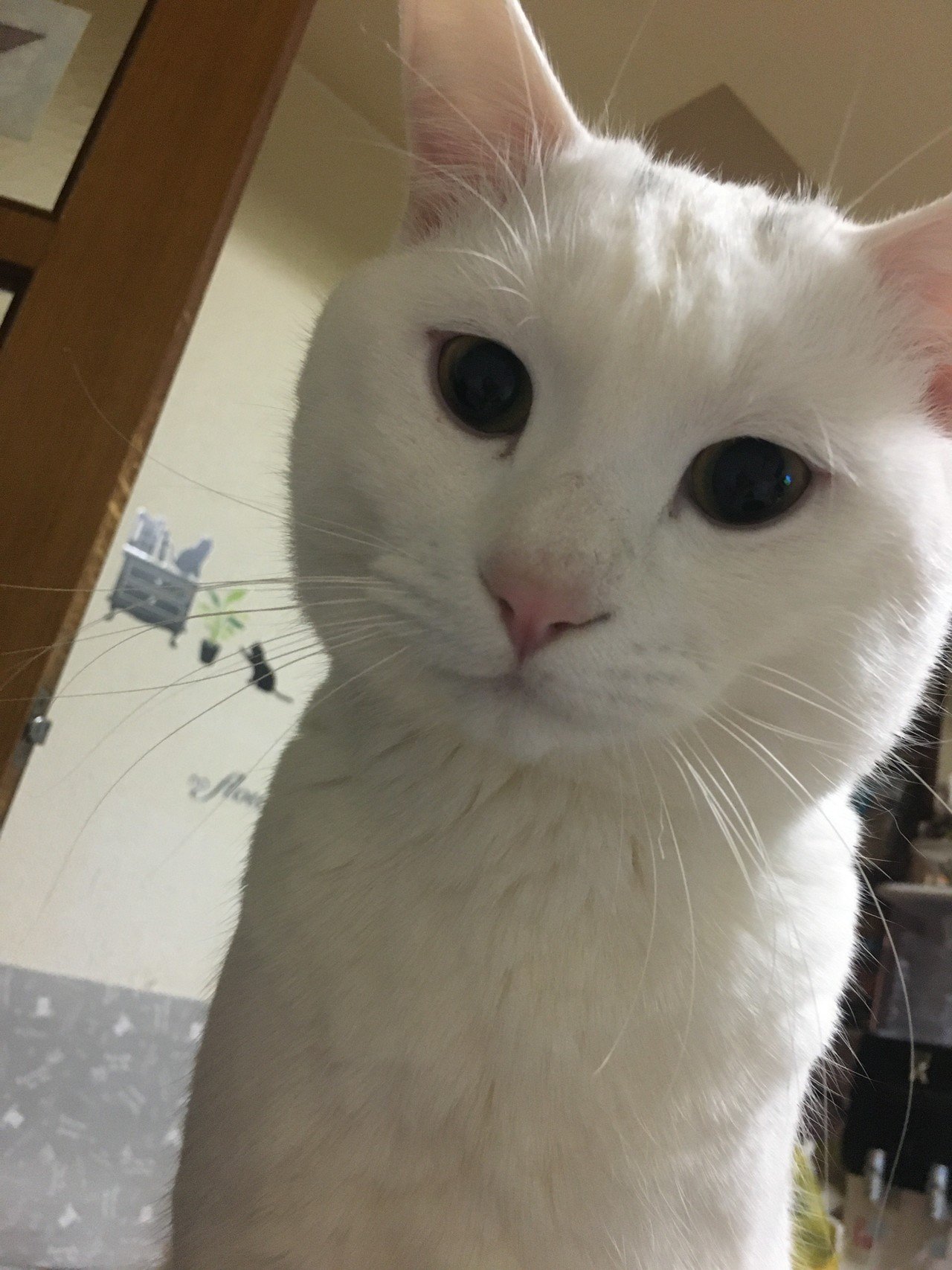 我が家のかわいい猫たん♥昨日1歳のお誕生日を迎えました。名前はだいず。｜はる｜note