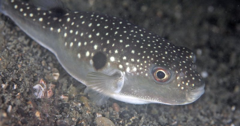 毒の有無｜tetsu takashi｜note