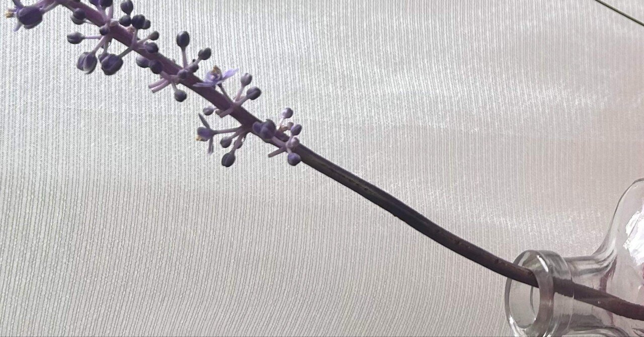 おめでとうありがとう乾杯feat.ヤブラン｜iopkk