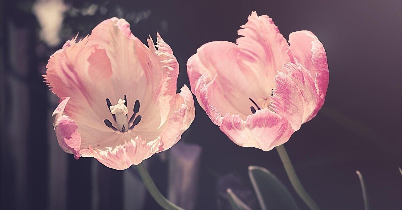 ジャーナリング3日目だ！｜ohana