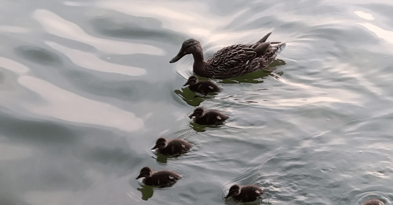 日本語教師、育休後の職場復帰【5か月目】｜みと ＠豊かに生きたい新米ママ