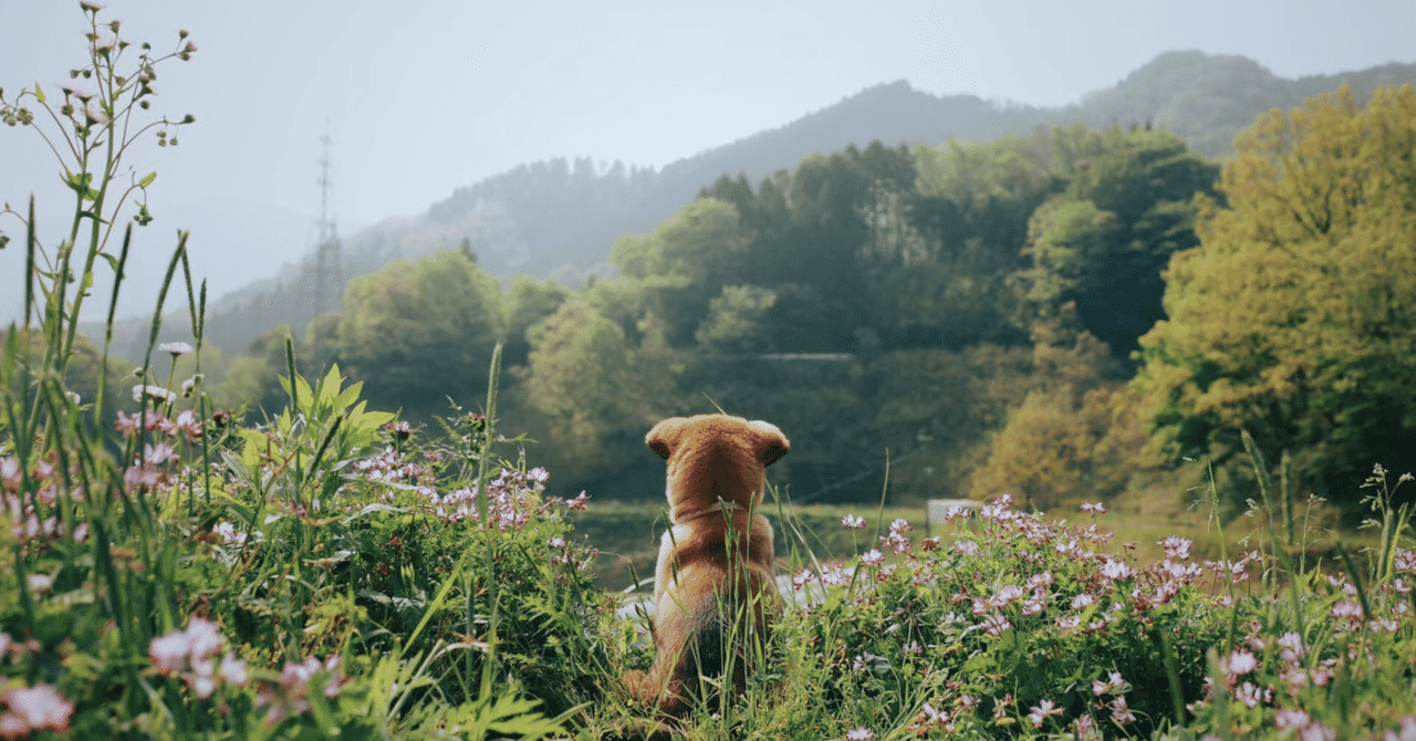愛犬ラッキーの旅｜夢・希望を育てるHP369