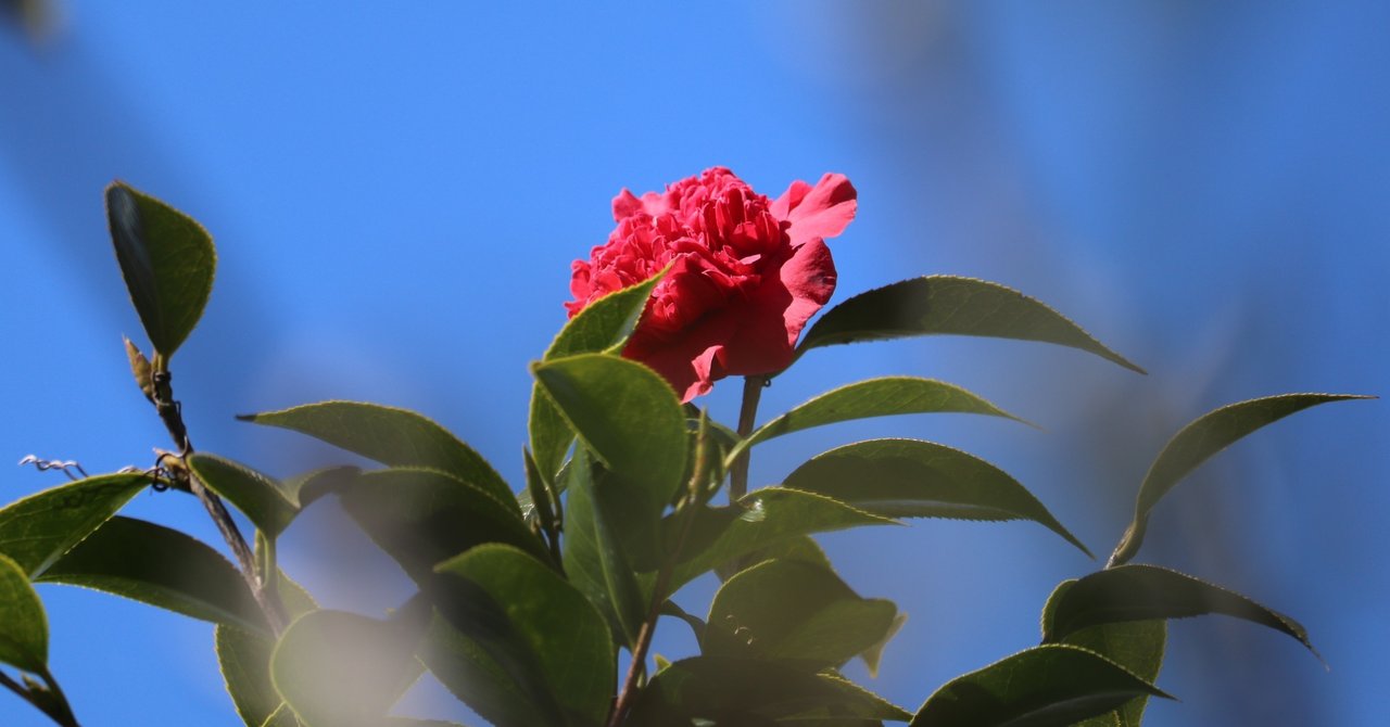 田舎移住エッセイ集が30本になりました｜Sosyu Kikuchi｜note