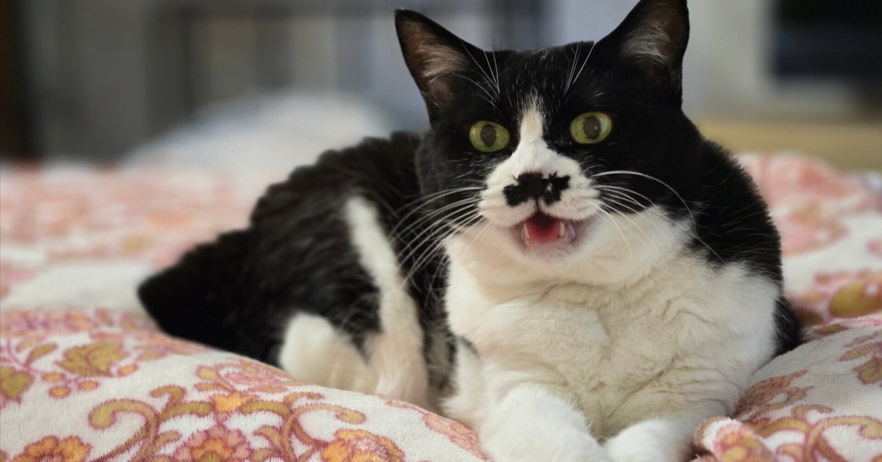 猫の寝相がバズった日──noteフリー画像の意外なメリット｜kayano