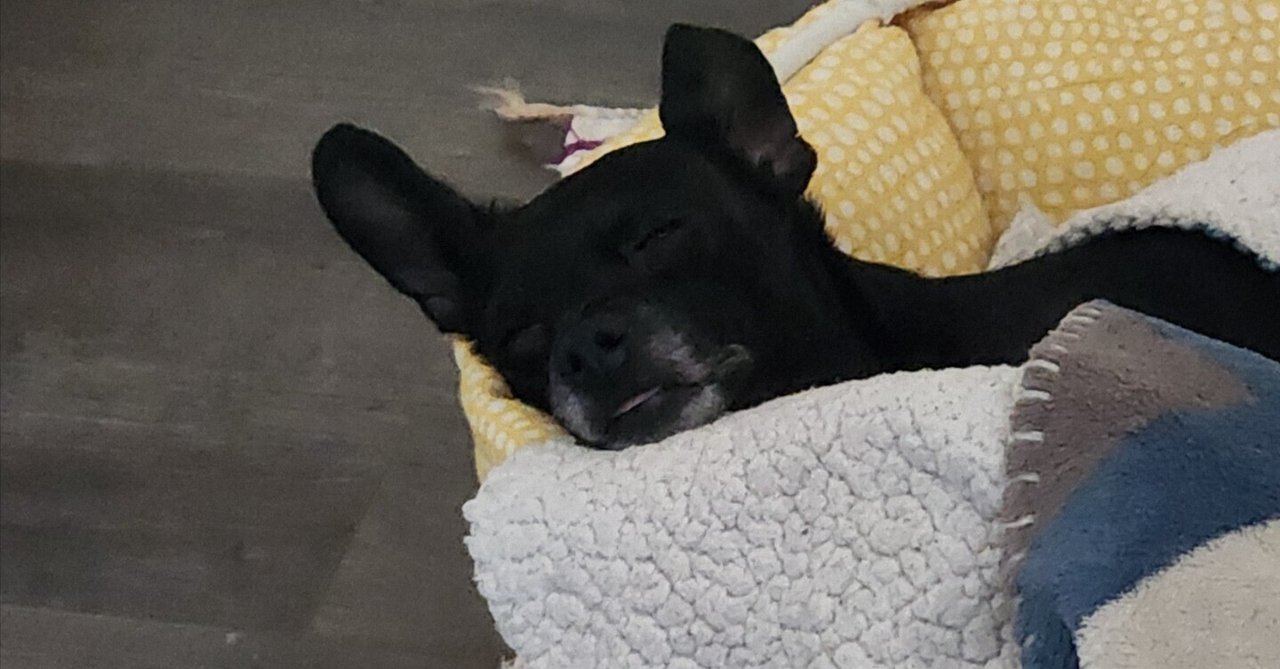 言葉の違い｜Shoko