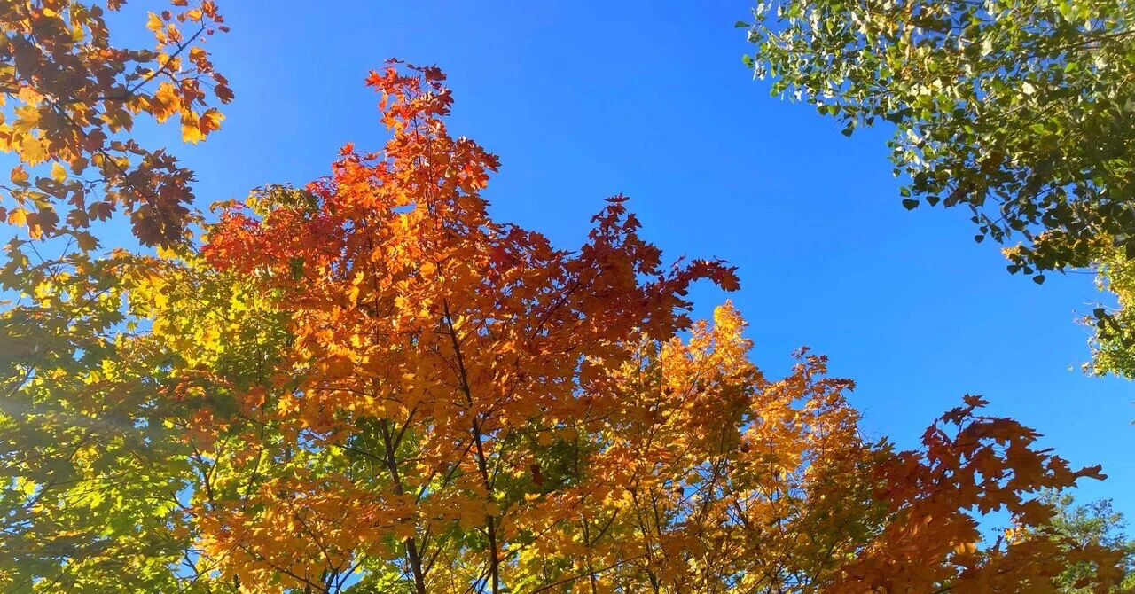 1年半経って手に入ったVISAと紅葉🍁プチハイキング｜ドイツ田舎暮らし｜Kiki⁂