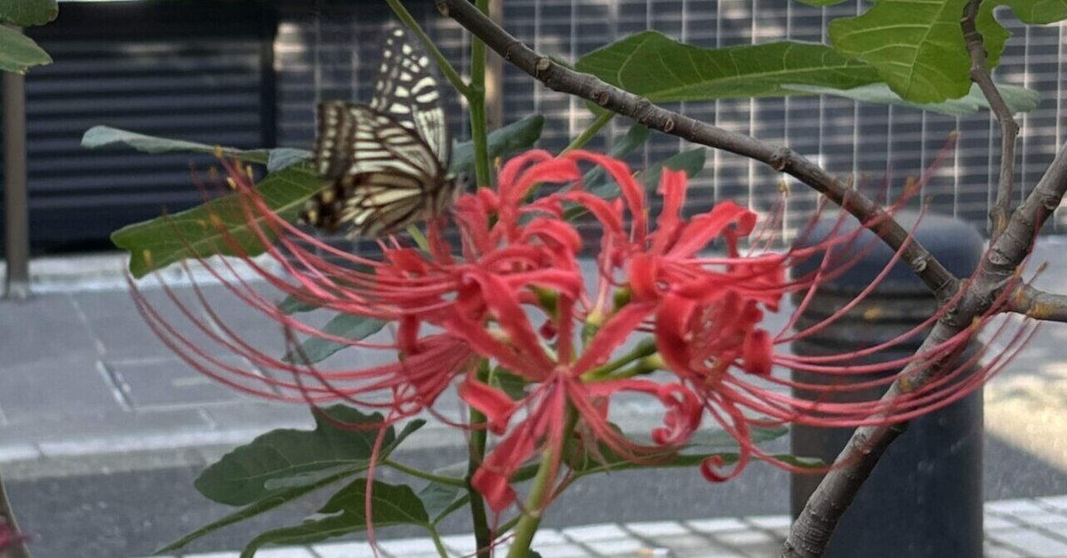 どうでも良い？話#29 ゴミ問題｜Toko Kondo