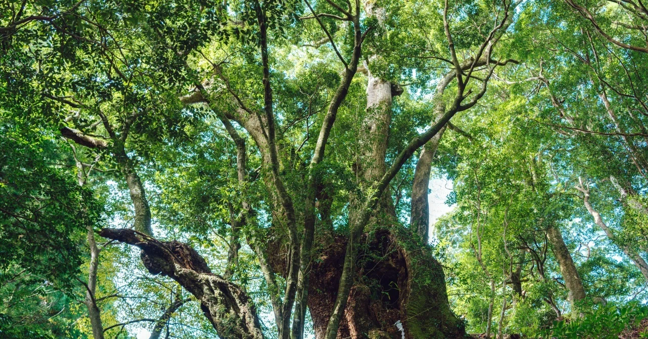 The spectacular sacred tree encountered on the Kumano Kodo pilgrimage ...