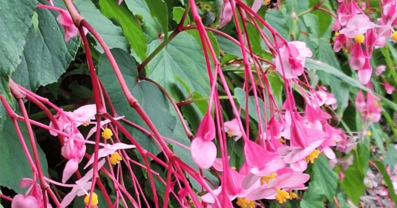 南淵請安の墓とシュウカイドウ｜宮滝桜
