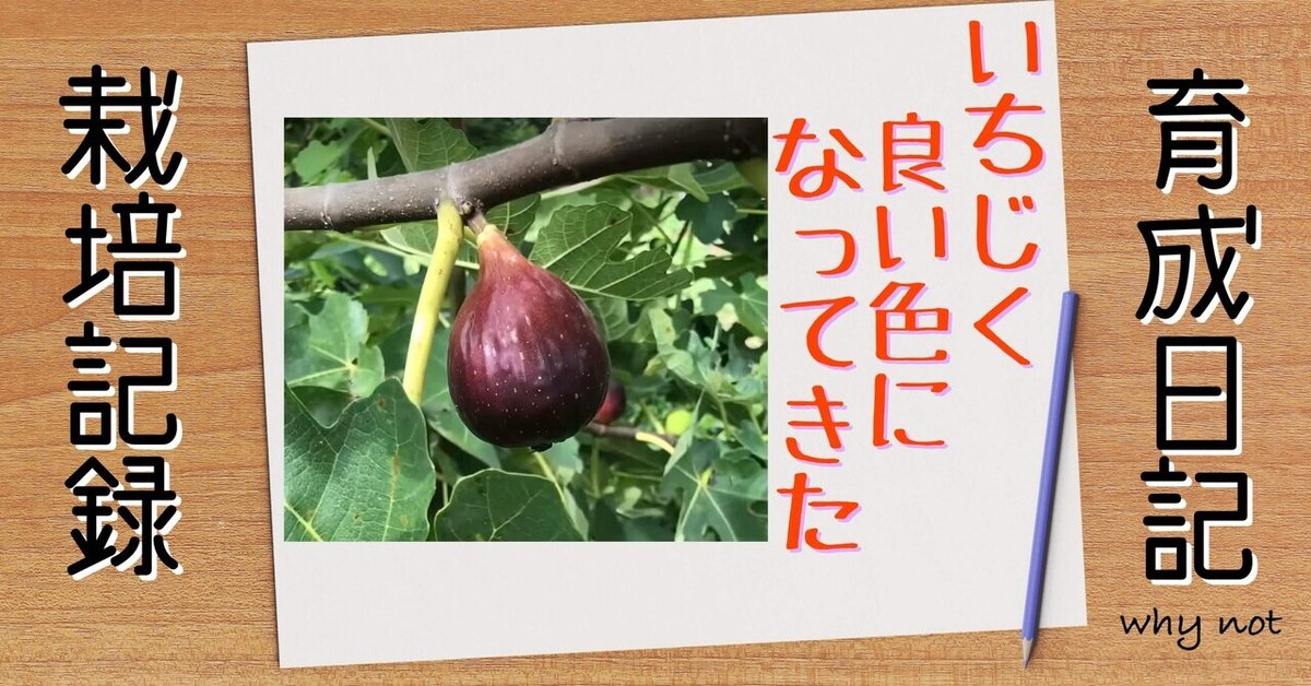 【いちじく】休憩中のおやつ・デザート｜why_not_mvp