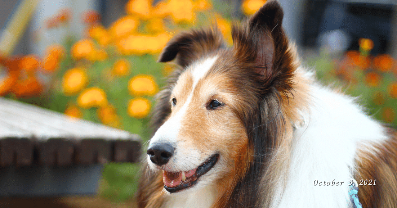 🐾 治療記録：原因療法と対症療法｜Qoo’s Smile