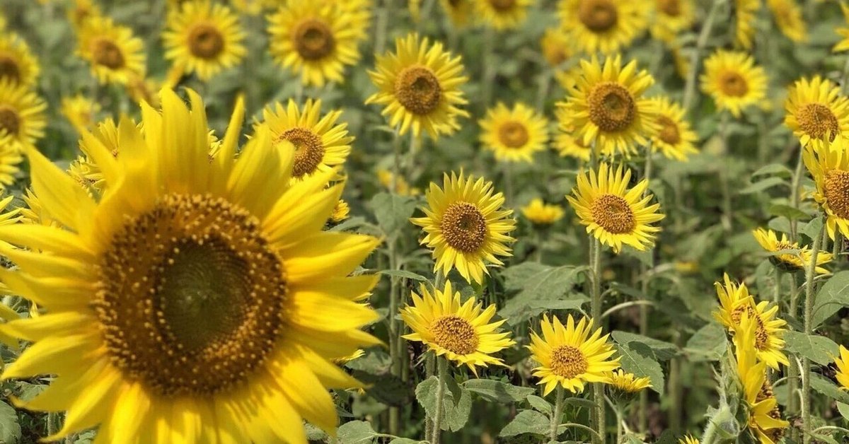 11. 顔つきと顔立ち｜木村圭佑（きむらけいすけ/Keisuke Kimura）