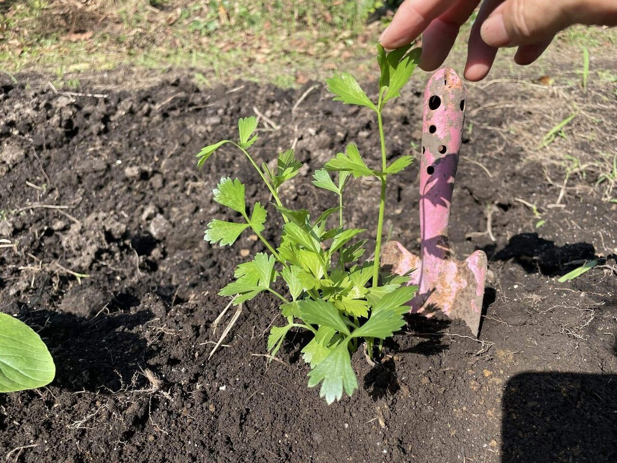 高市早苗が株とカモミールを救った日🌼💹 ～畑で泣く無職、笑うチャート～｜eri_afterrain