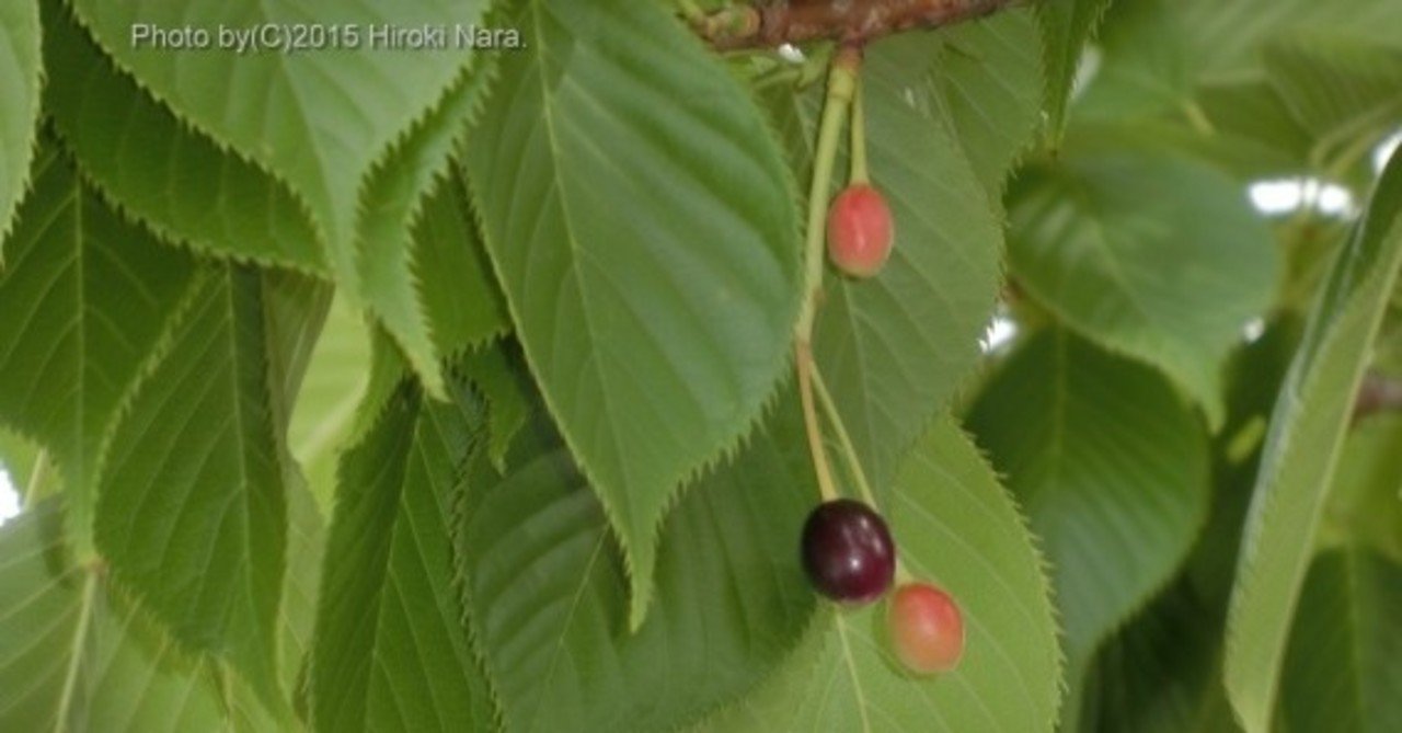 無能の癖にプライドだけは超一流こういう人間は何やってもダメ。｜hiroki-nara