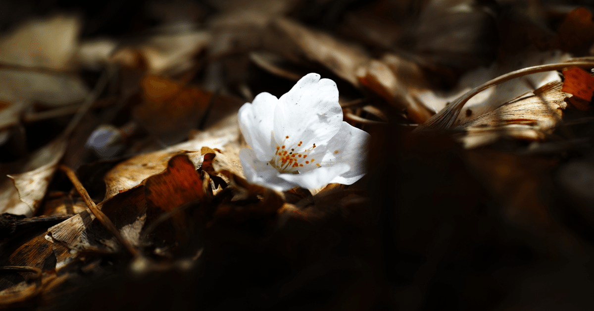 荒れた気持ち｜Kohei Sasaki