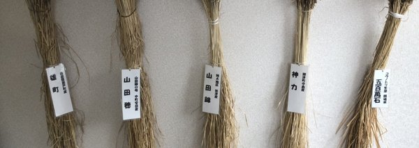 本田 龍祐～Ryusuke"dragon"Honda｜note