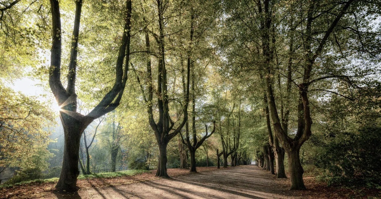 Hugging Trees - The Science of Connecting with the Forest ---｜嘉藤恵