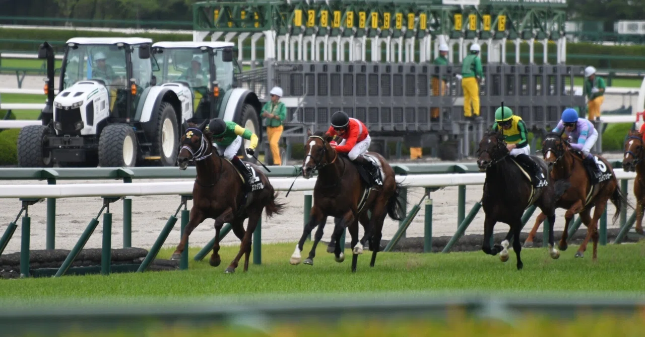 ワラウカド 2025募集馬(2024年産)AI馬体診断｜Koji Maeda