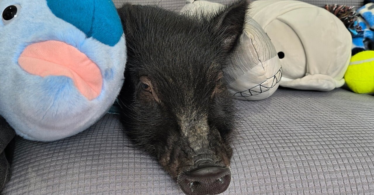 マイクロブタあんみつ、ついにお迎えしました！｜初日の様子と小さなトラブル｜マイクロブタ あんみつ日記｜飼育記録と暮らしの情報