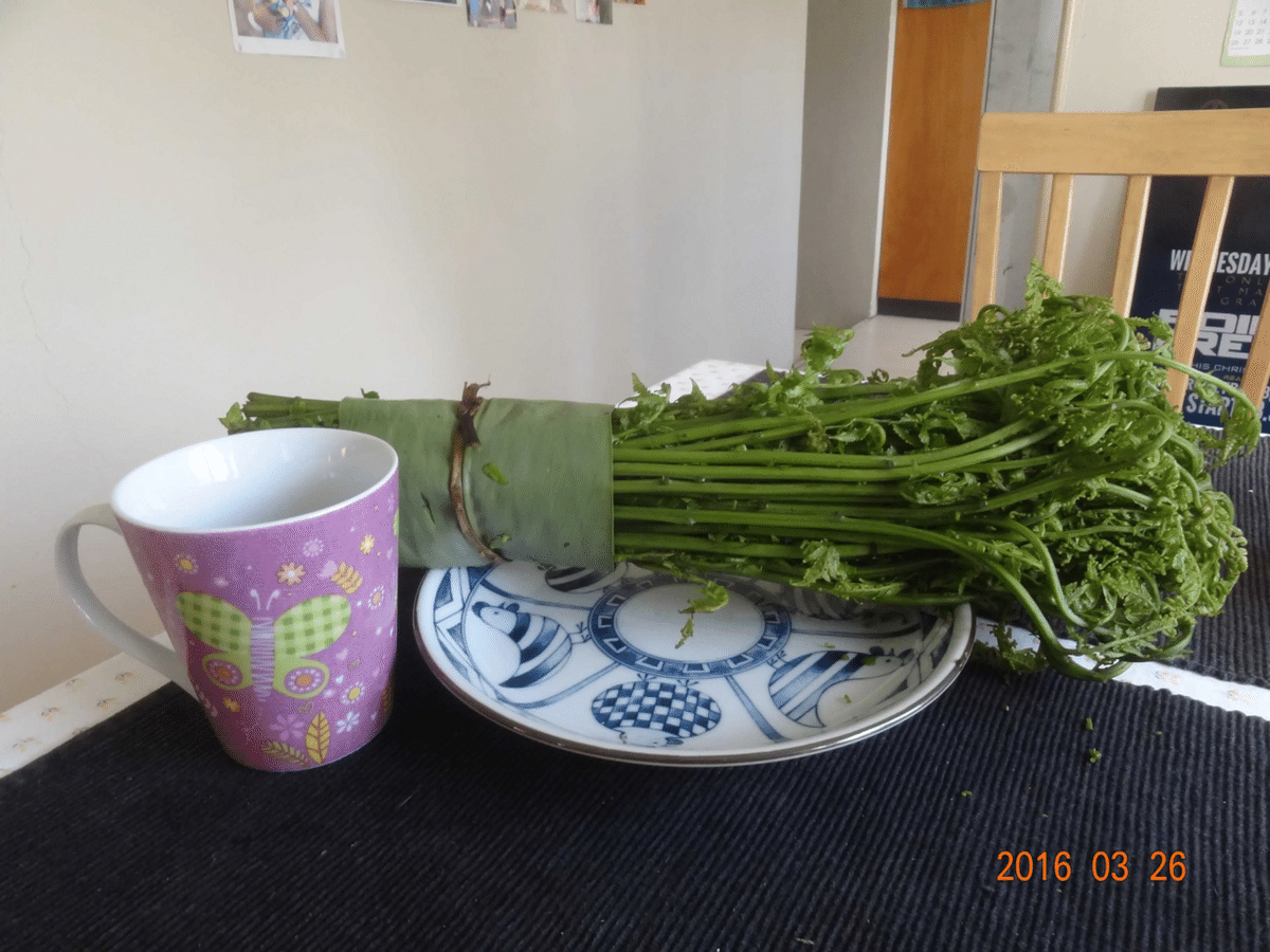 フィジーの生活 「フィジーの ”こごみ”（OTA）」｜Fiji🌴magic