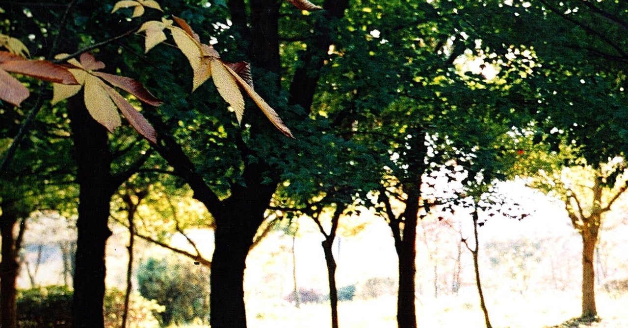 「With a Dog」 気配｜Rabi Sato