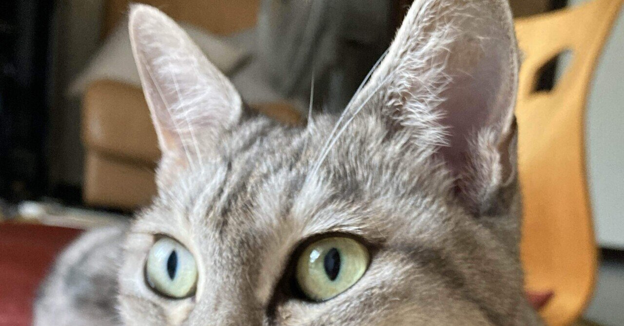 楽譜リーダーアプリPiascore：タグ編集とpdfファイル管理について｜maimai