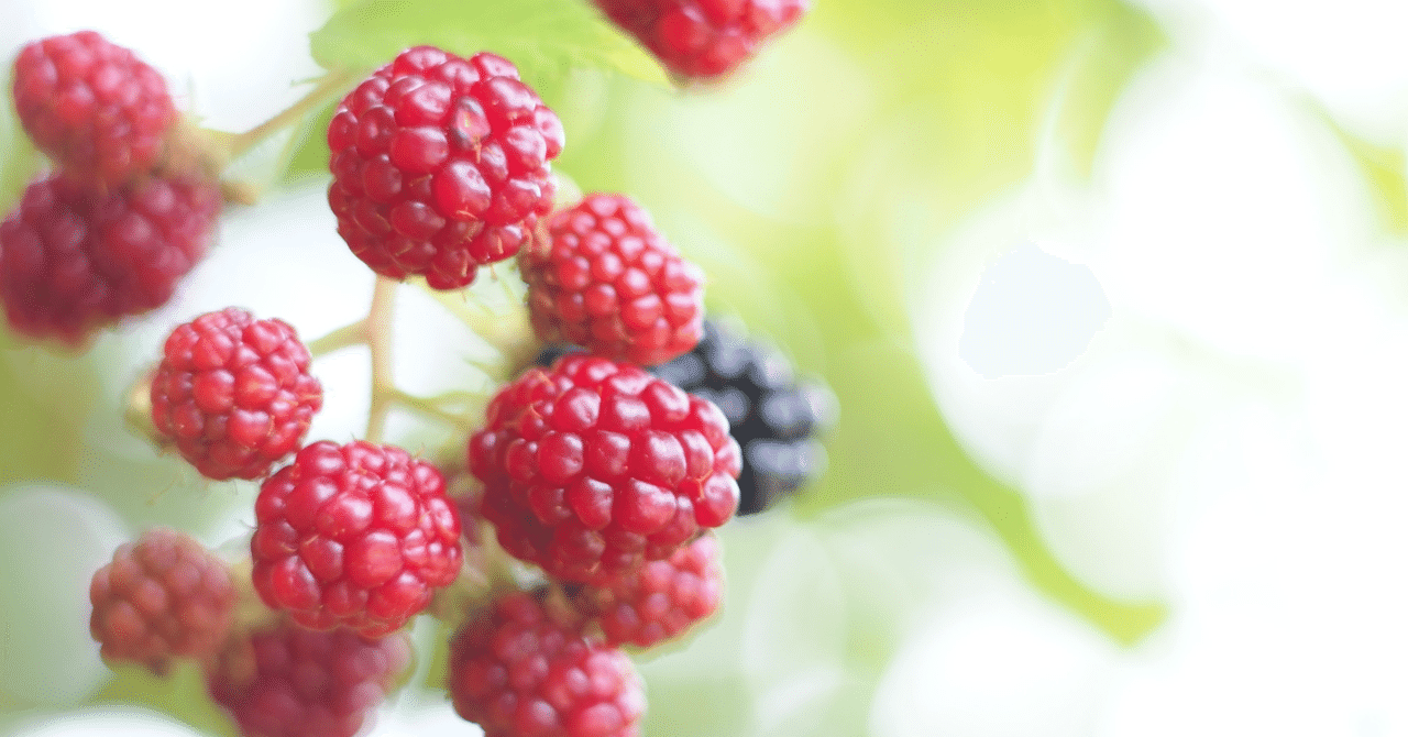 Raspberry Pi5のローカルLLMでRAGする｜kk