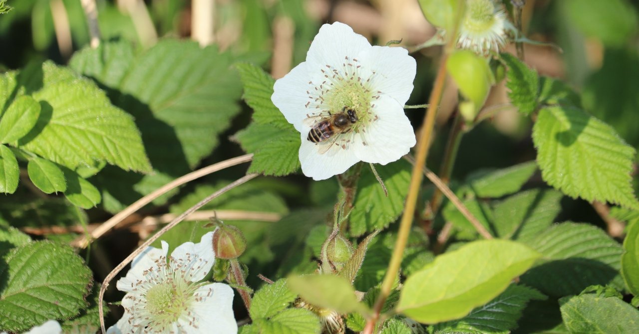 靴は思い出｜Sosyu Kikuchi｜note