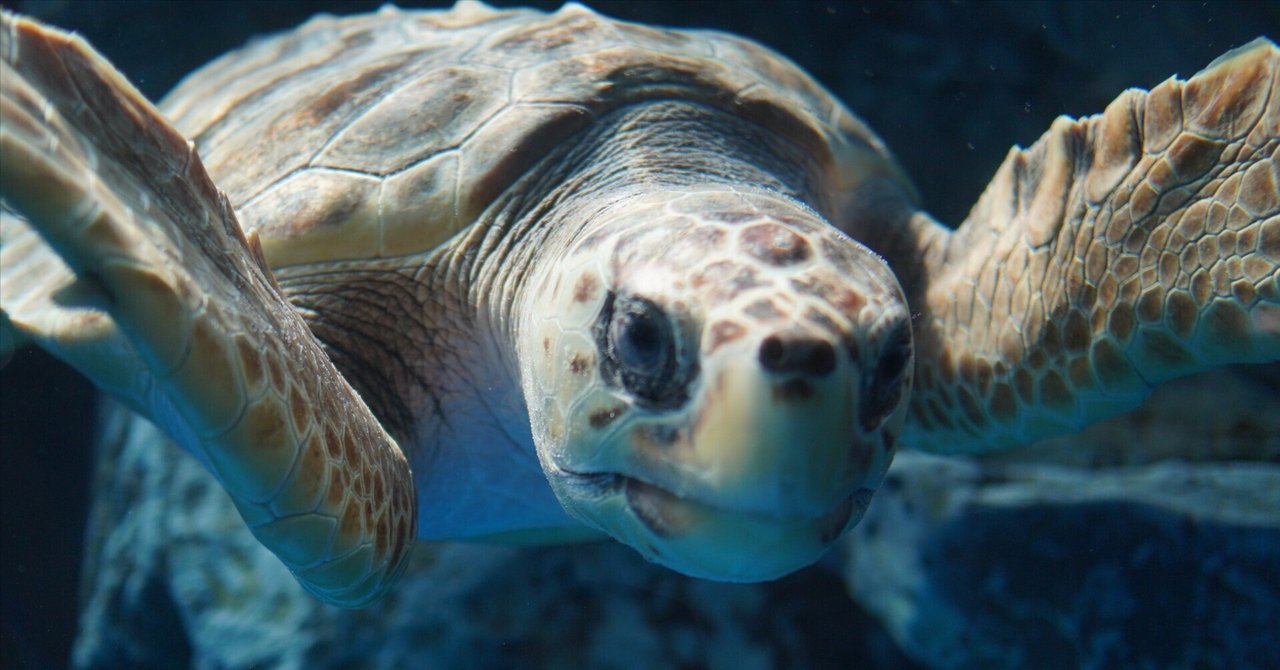 Twitterからnoteへの移行について｜野村東生｜Azuki Nomura