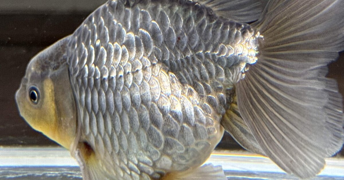 New stage｜SAMURAI FARM