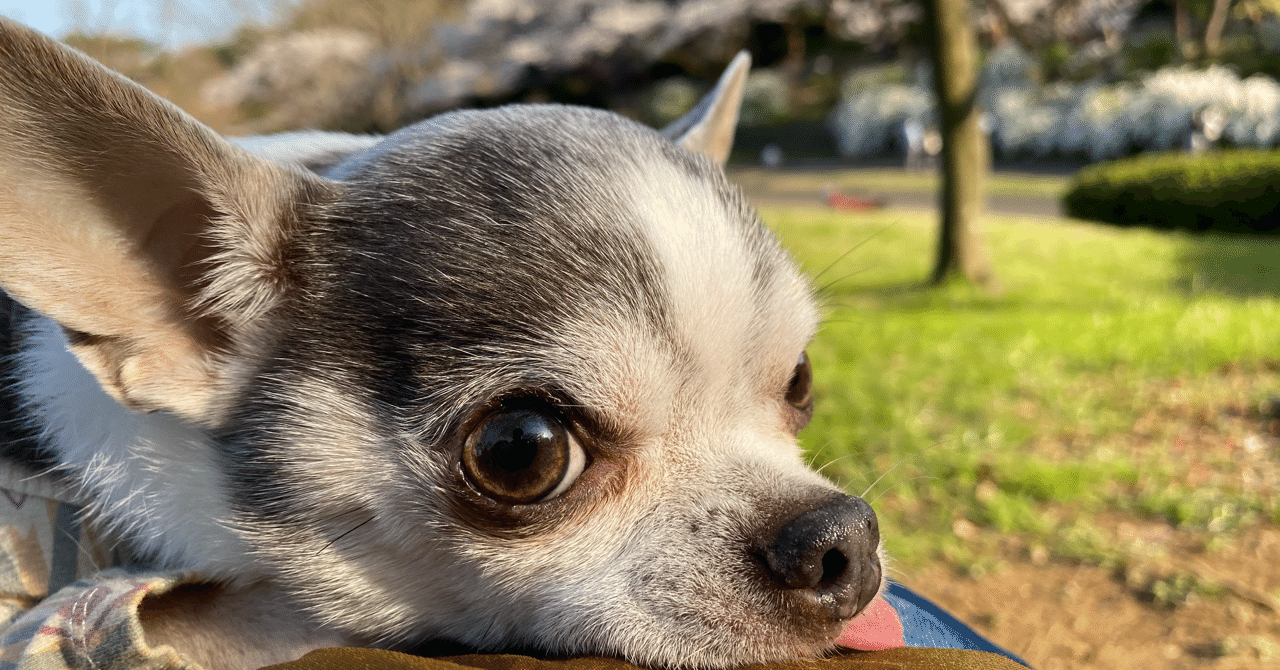 ペンネーム｜多田三洋 Mitsuhiro Tada