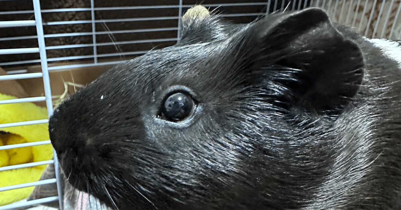モルモットの「大好物をただちによこせ」という主張の歯ぎしり｜nacoco37