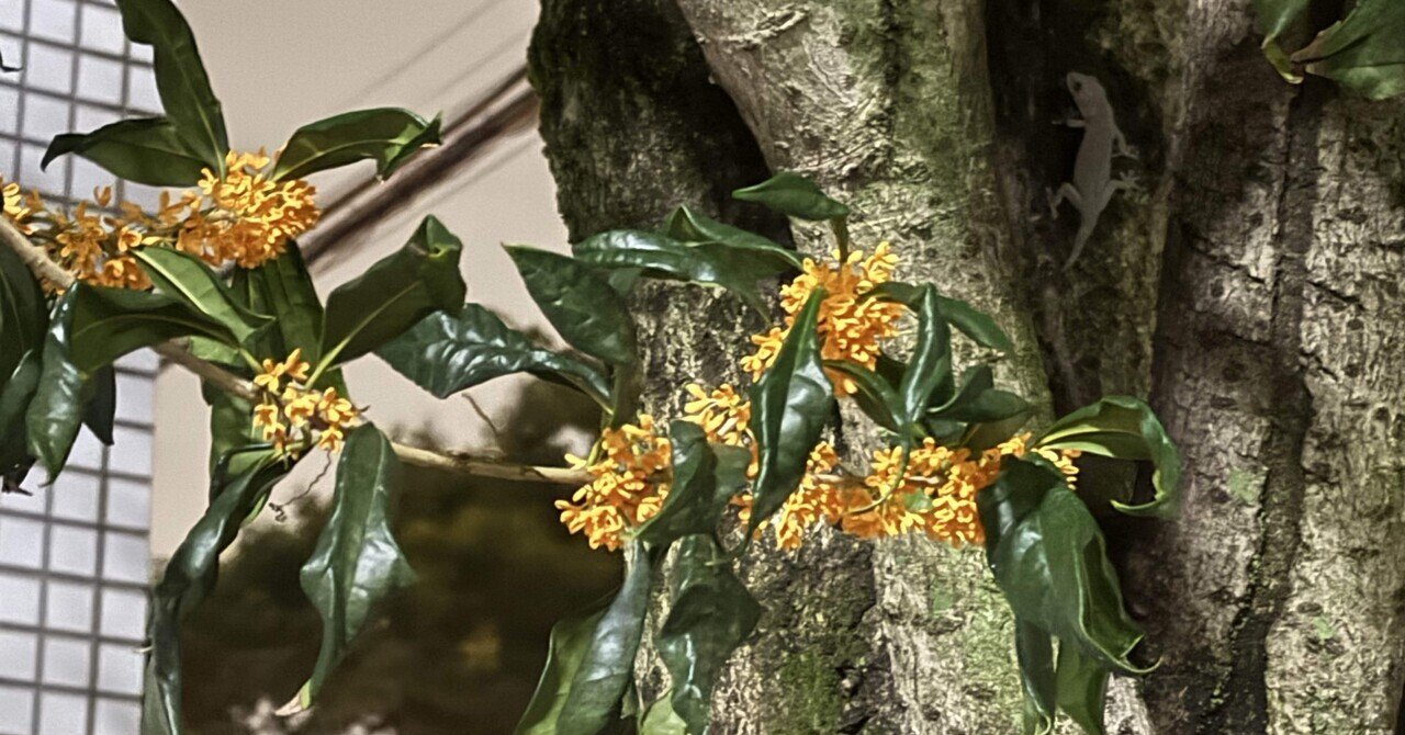 木が教えてくれることを聞いてみる 2025.10.20｜樹木も人も笑顔に、樹木医mimi ( 三戸 久美子 )