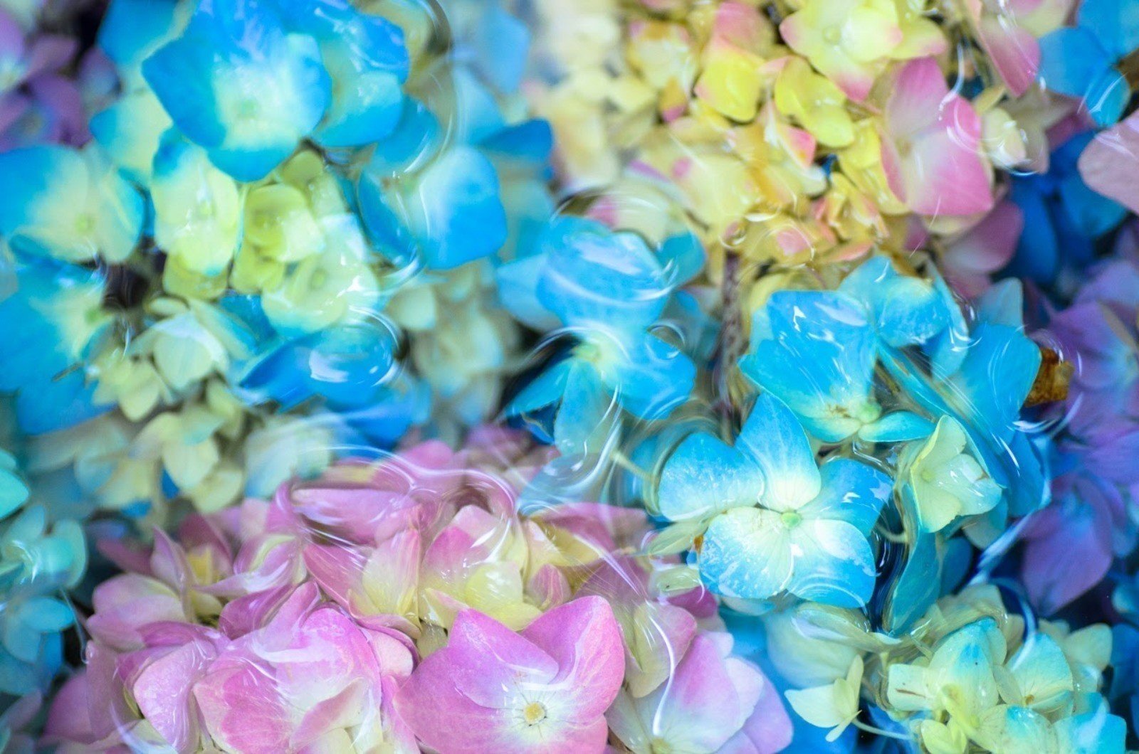 Qtaro / Daisuke Kamada｜note