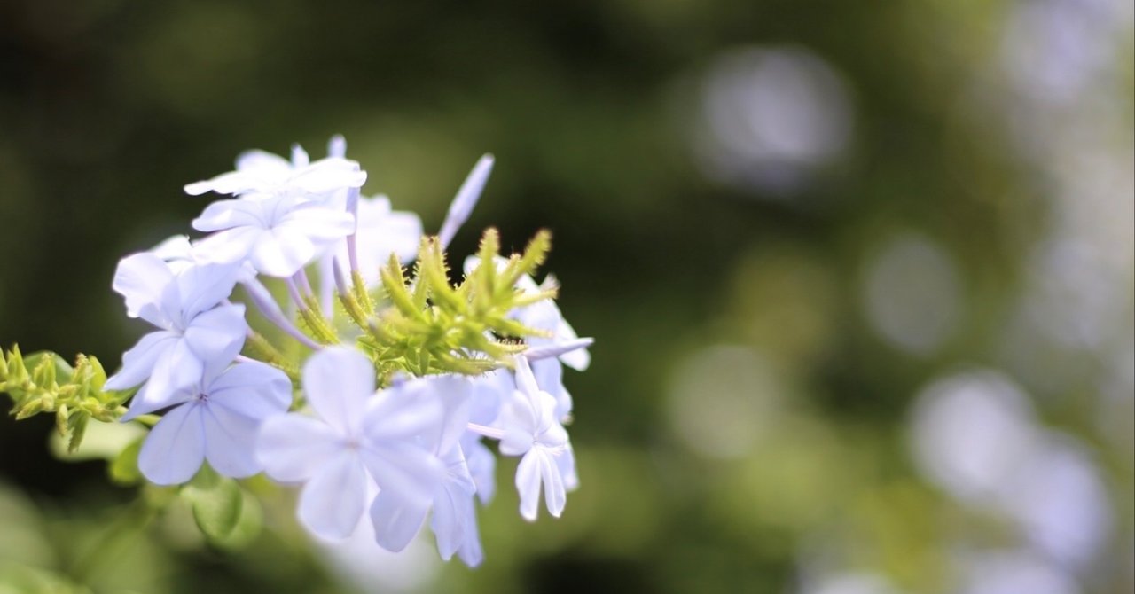 花の力。｜DOLLY LIFELOG｜note