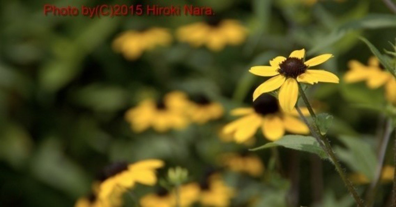 ネット通販なら圧倒的に楽天のほうがアマゾンより良い｜hiroki-nara