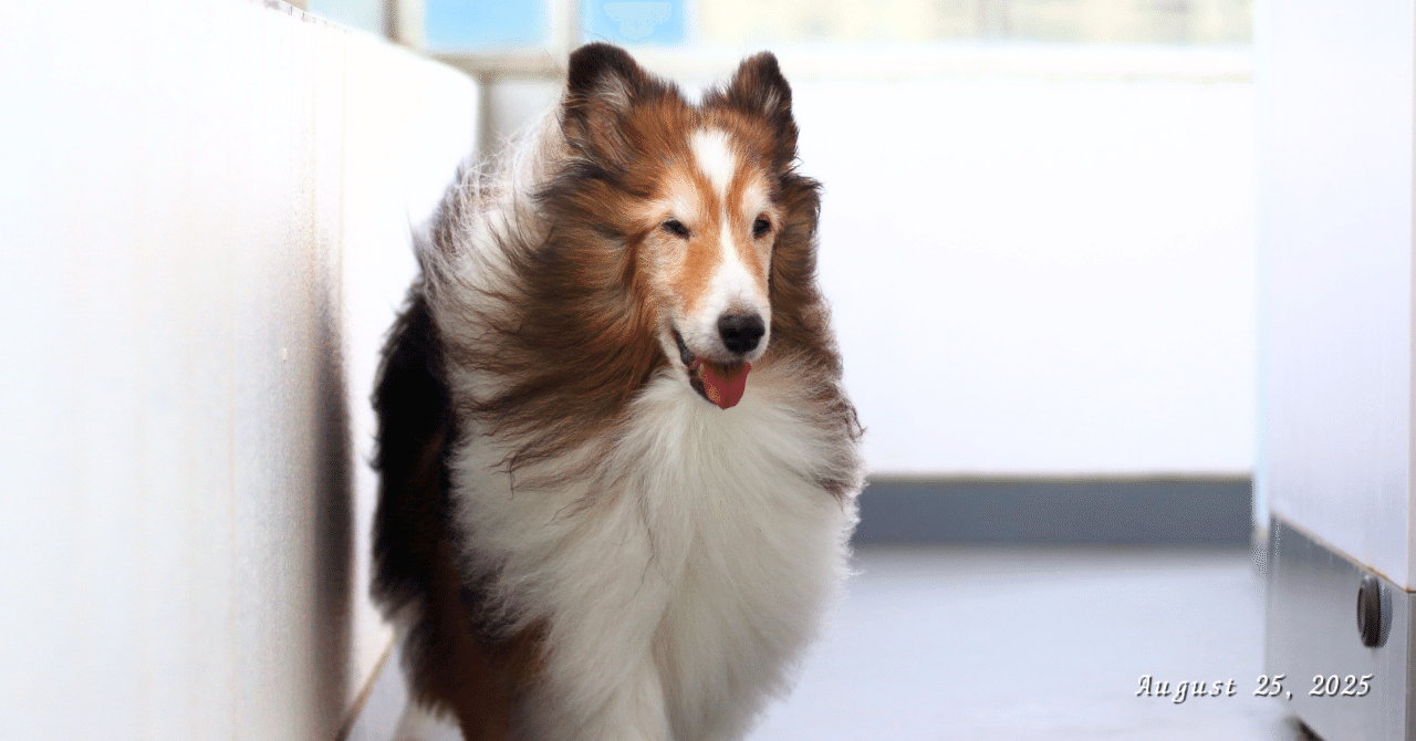 🫨ハイシニアの震える理由ってたくさんあるみたい｜Qoo’s Smile