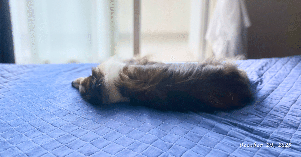 🌈わんちゃんが選ぶ「生きる道」｜Qoo’s Smile