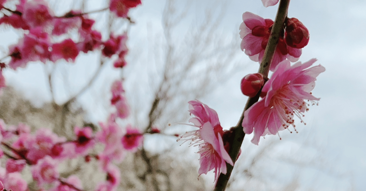 ADHD+ASDの私が利用している訪問看護について｜みうら