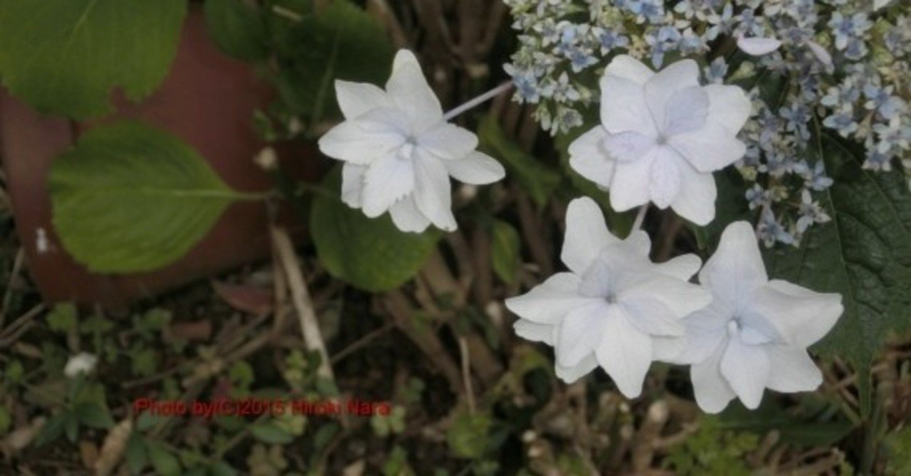 TV見てもバラエティだけみてるのって ほんとバカであほ。｜hiroki-nara