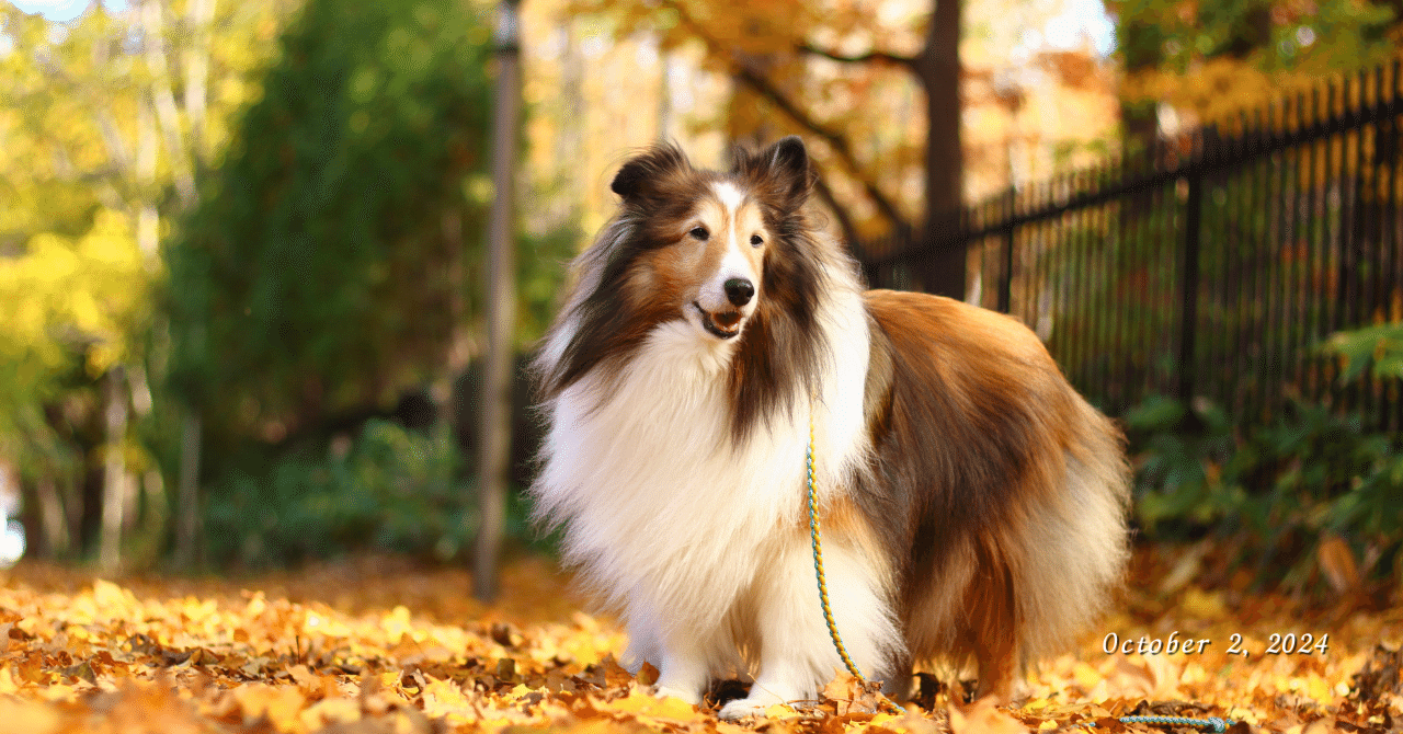 🤎日曜の朝、茶色の罠にまんまとハマる｜Qoo’s Smile