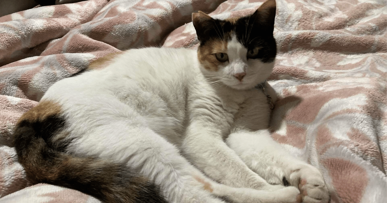 WIN5作戦｜くろたん